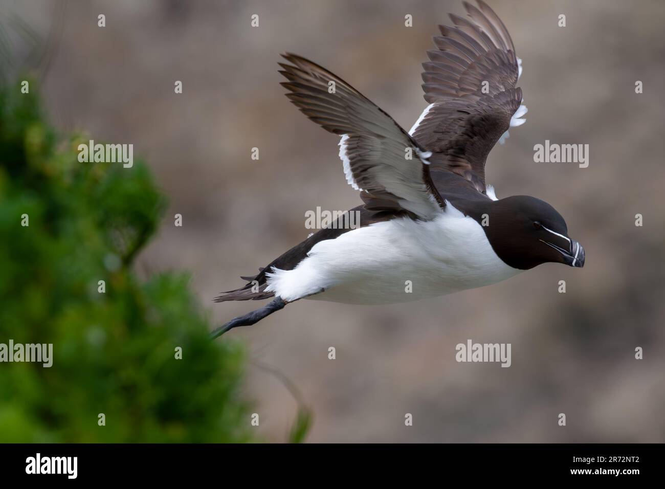 A Razorbill at RSPB Bempton Cliffs Stock Photo - Alamy