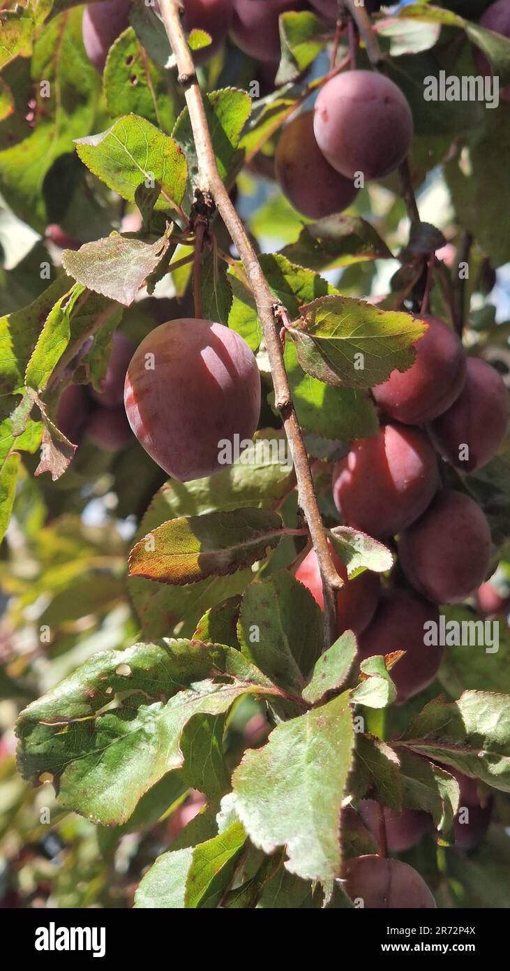 Mirabelle plum tree hi-res stock photography and images - Alamy