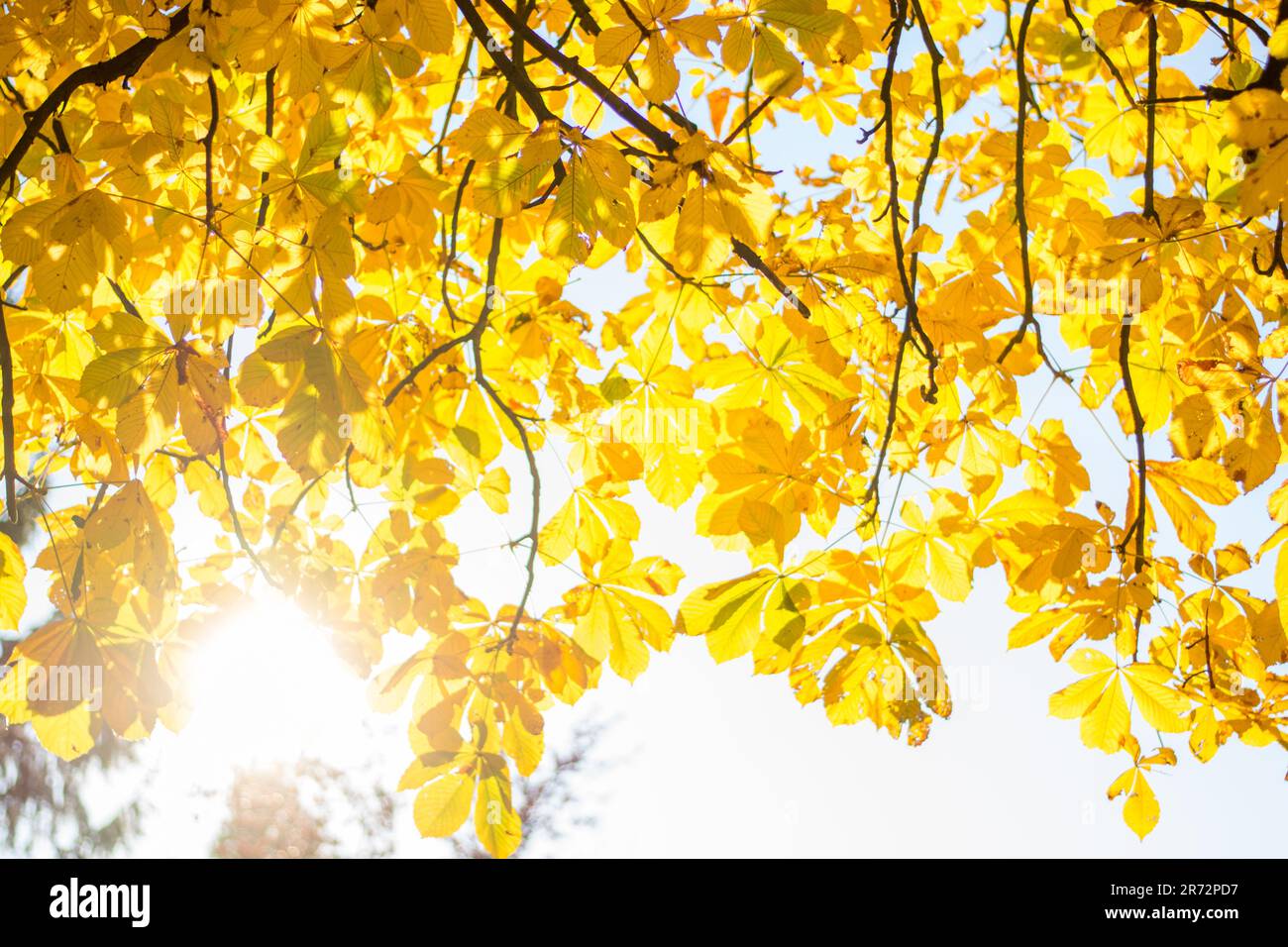 autumn trees and yellow leaf on the foliage Stock Photo - Alamy