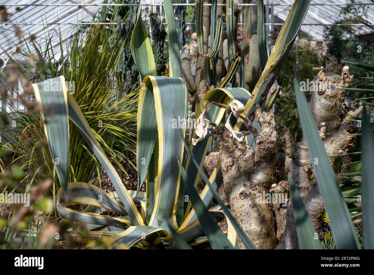 Birmingham Botanical Gardens April 2023 Stock Photo - Alamy