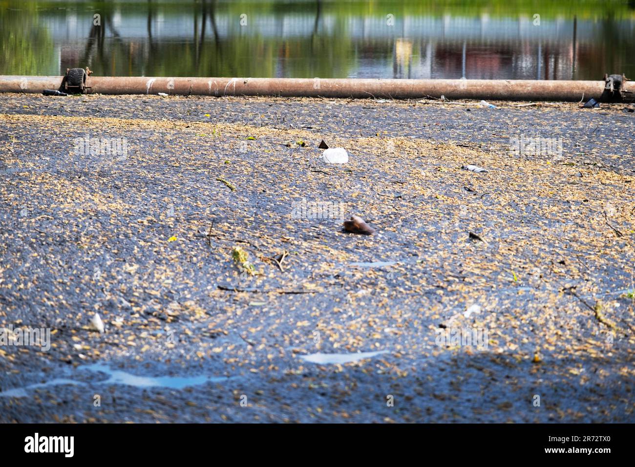 Littered pond hi-res stock photography and images - Alamy