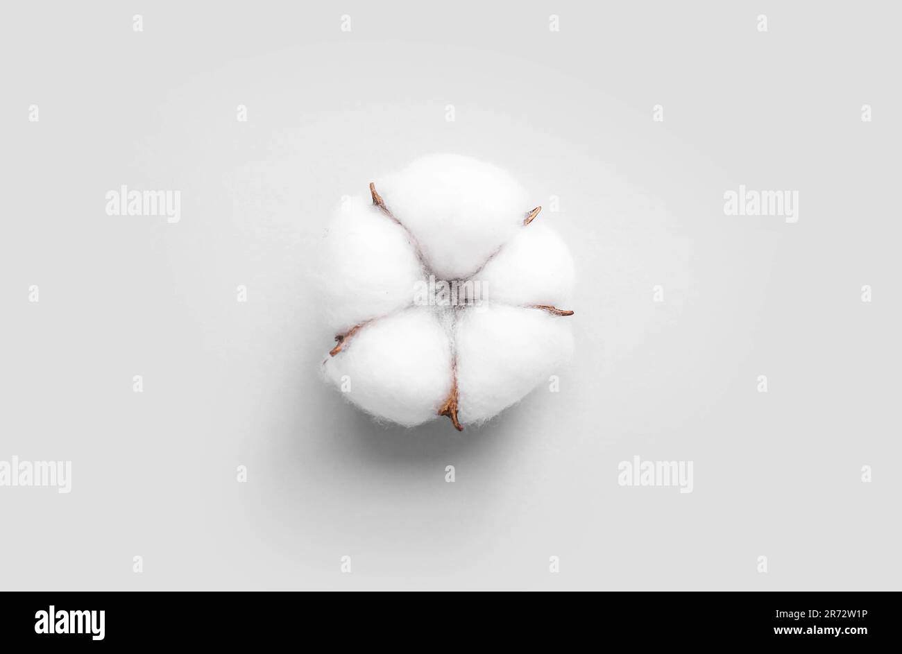 Cotton flower on white background Stock Photo - Alamy