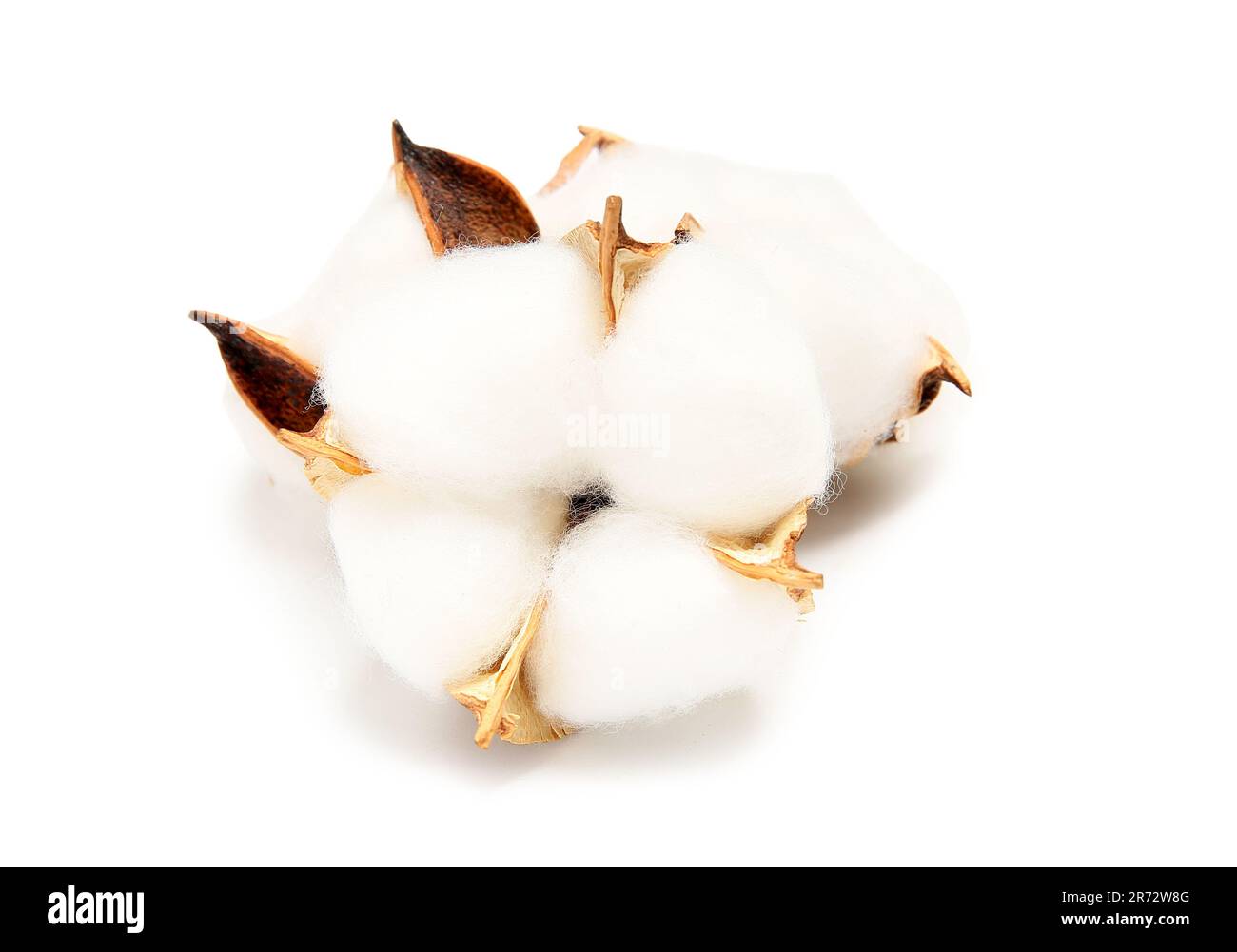 Beautiful cotton flowers on white background Stock Photo - Alamy