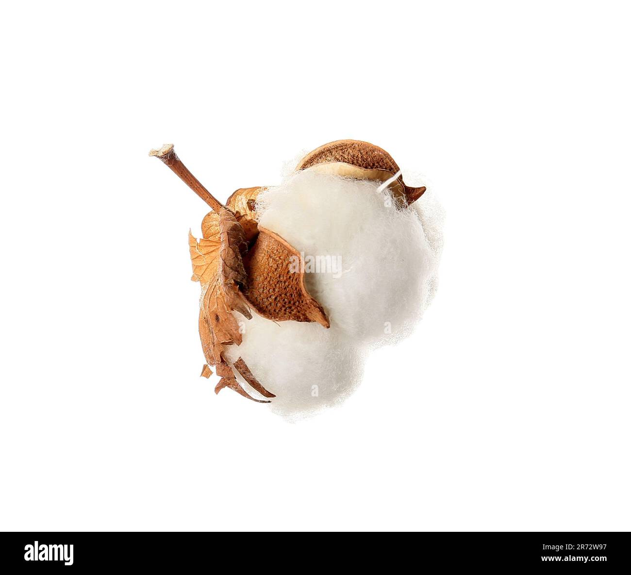 Beautiful cotton flower on white background Stock Photo - Alamy