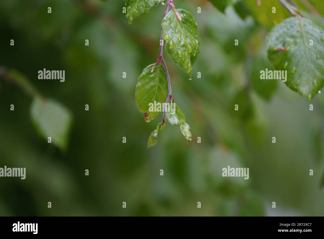 Leaves of deciduous trees in lush green Stock Photo - Alamy