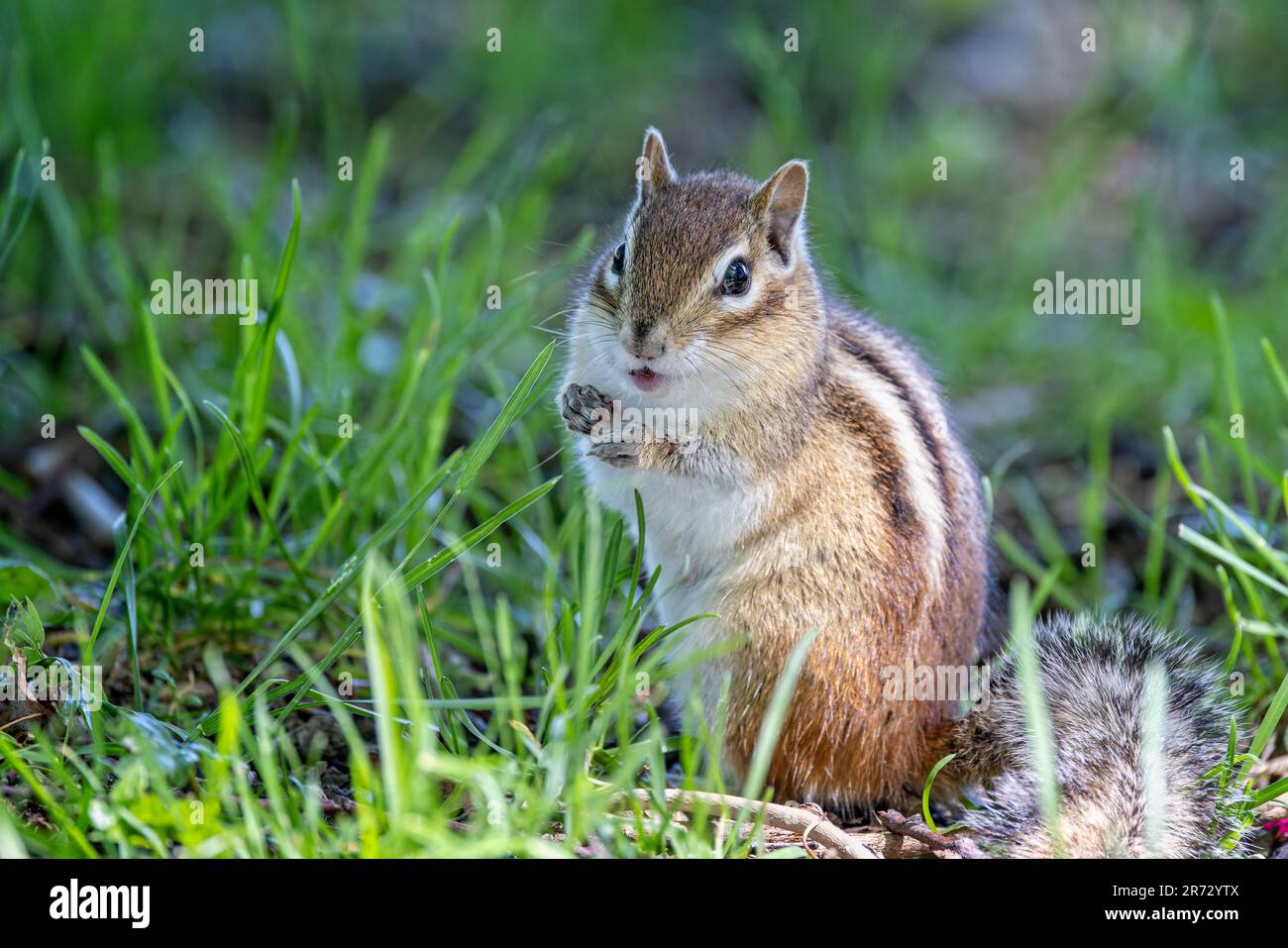 Chipmunk pose hi-res stock photography and images - Alamy
