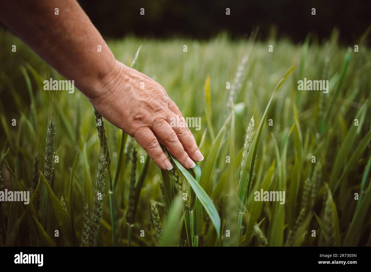 Woman farmer walks through a wheat field, touching green ears of wheat ...