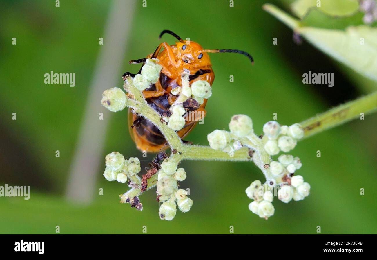 A high-resolution close-up shot of a Aulacophora femoralis, a species ...