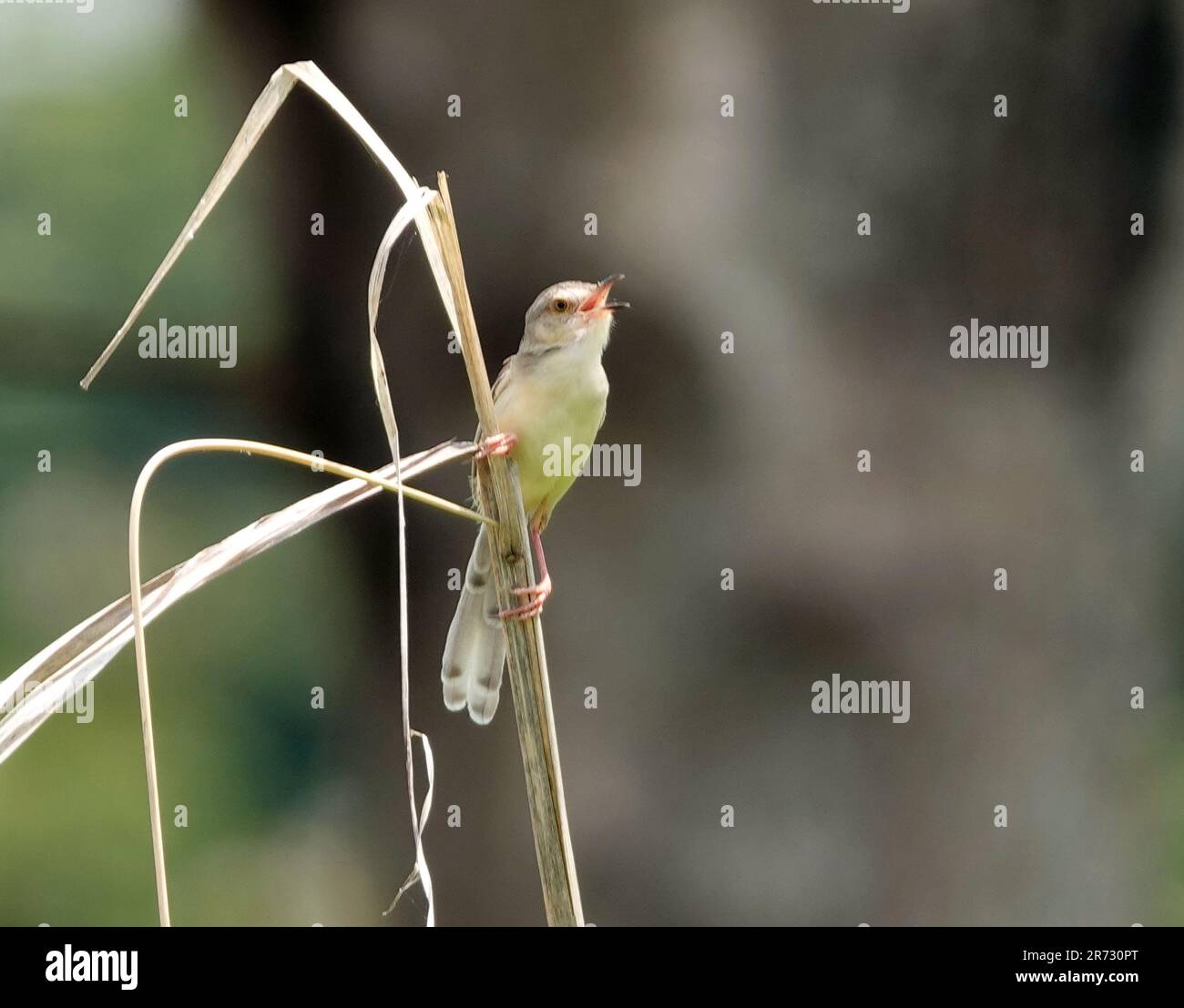 A high-resolution close-up shot of a Plain Prinia, a small passerine ...