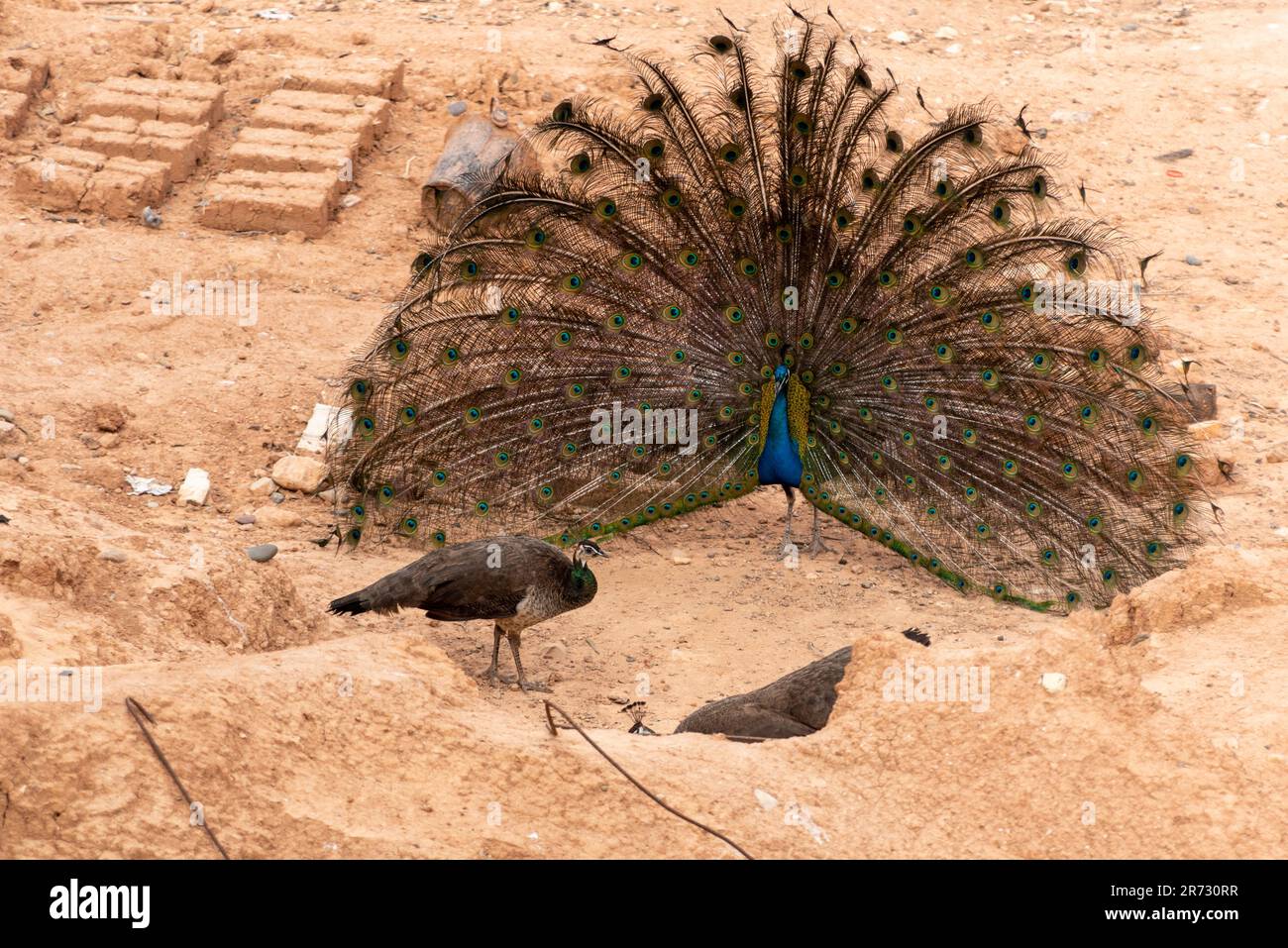 A peacock courtshipping and showing his feathers in Morocco Stock Photo ...