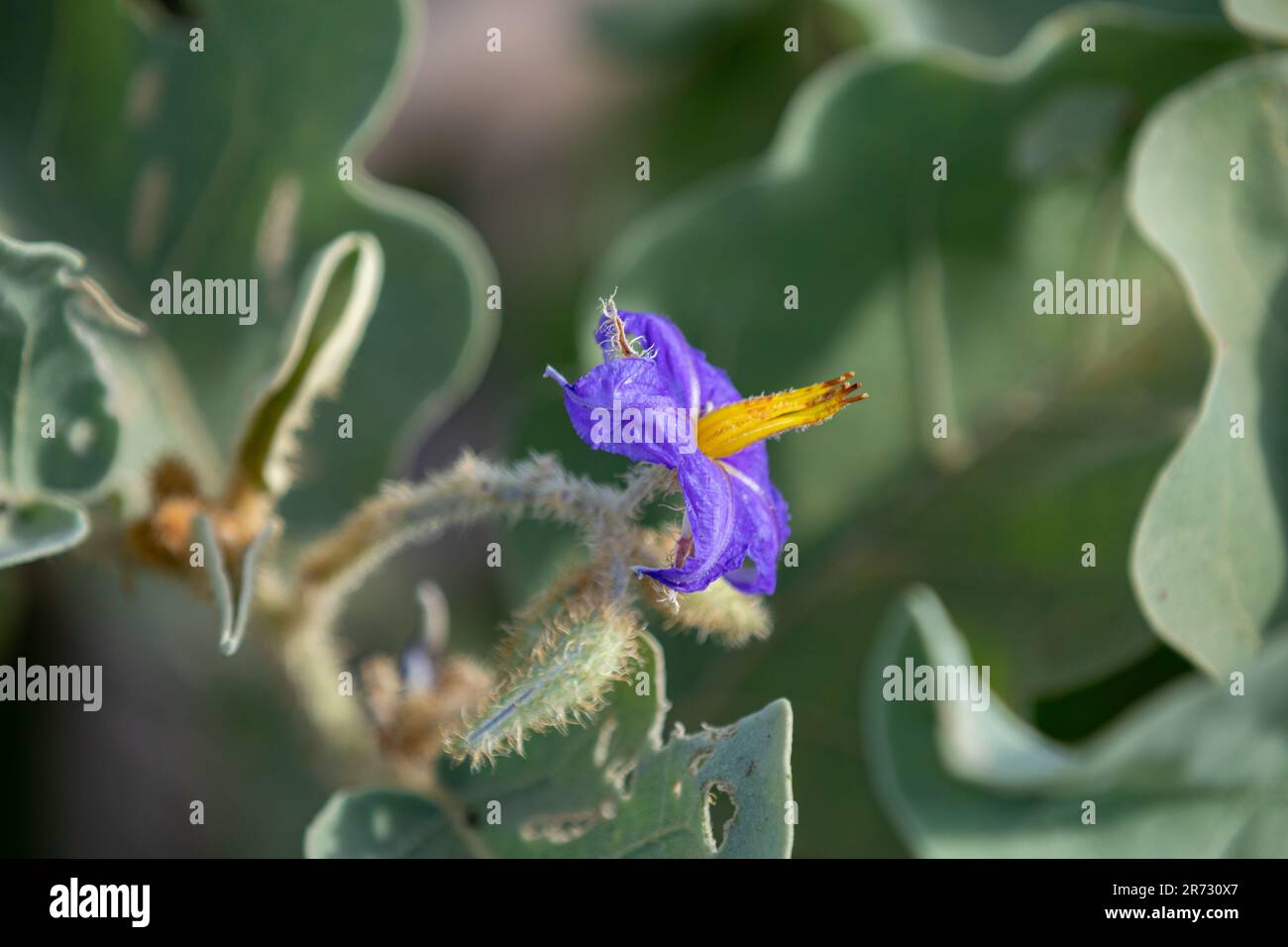 Green fruit of the rare Lobeira plant (Solanum lycocarpum), typical of ...