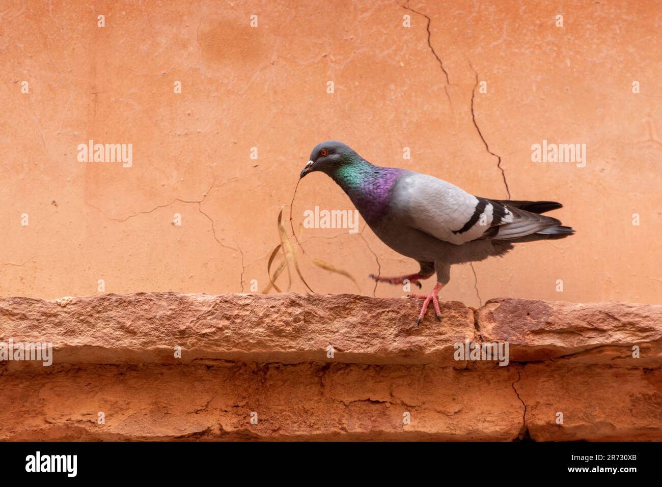 A pigeon holding a dry olive branch in its beak, photo taken in Morocco ...