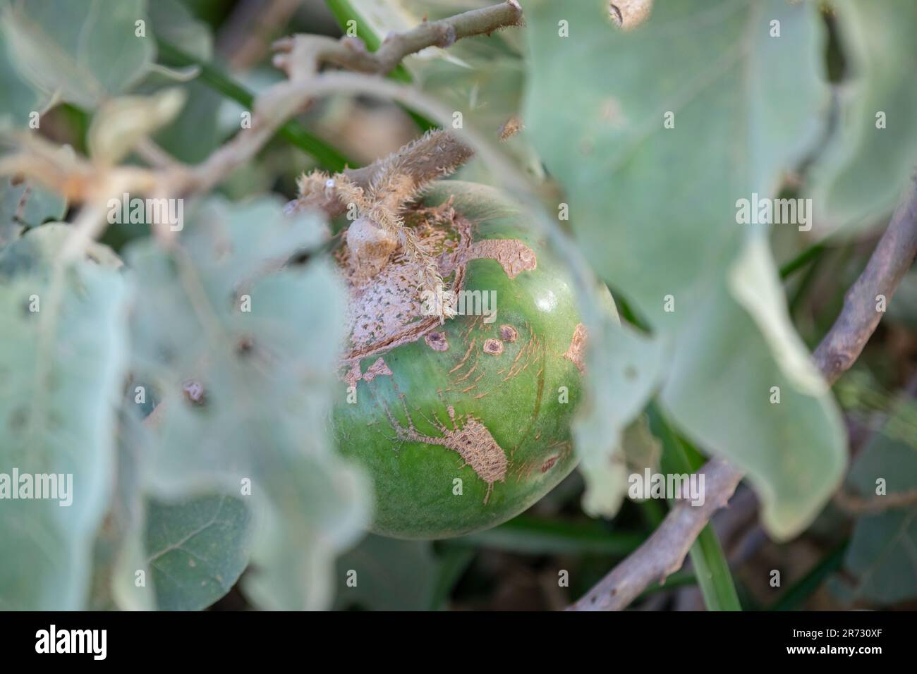 Green fruit of the rare Lobeira plant (Solanum lycocarpum), typical of ...
