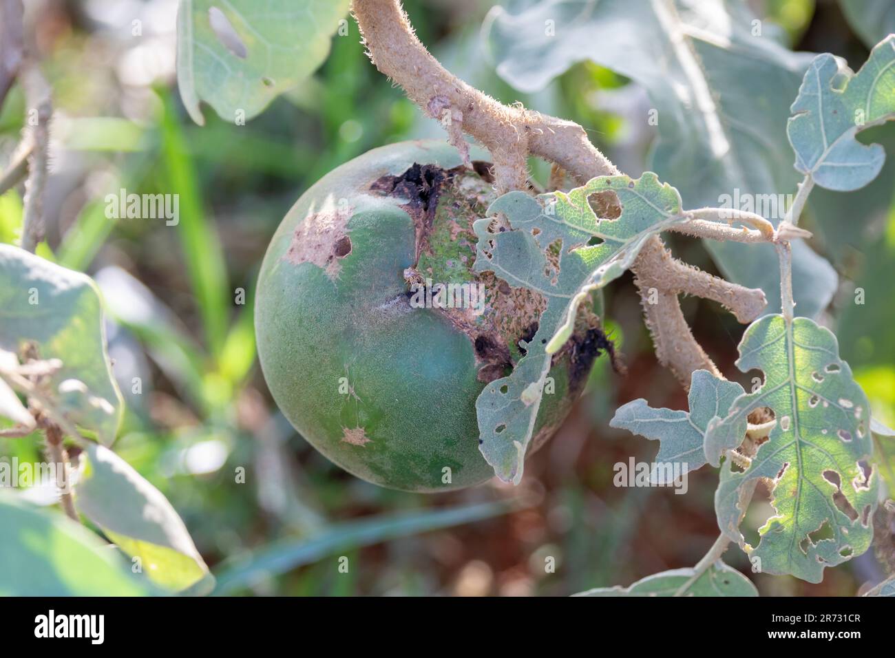Green fruit of the rare Lobeira plant (Solanum lycocarpum), typical of ...