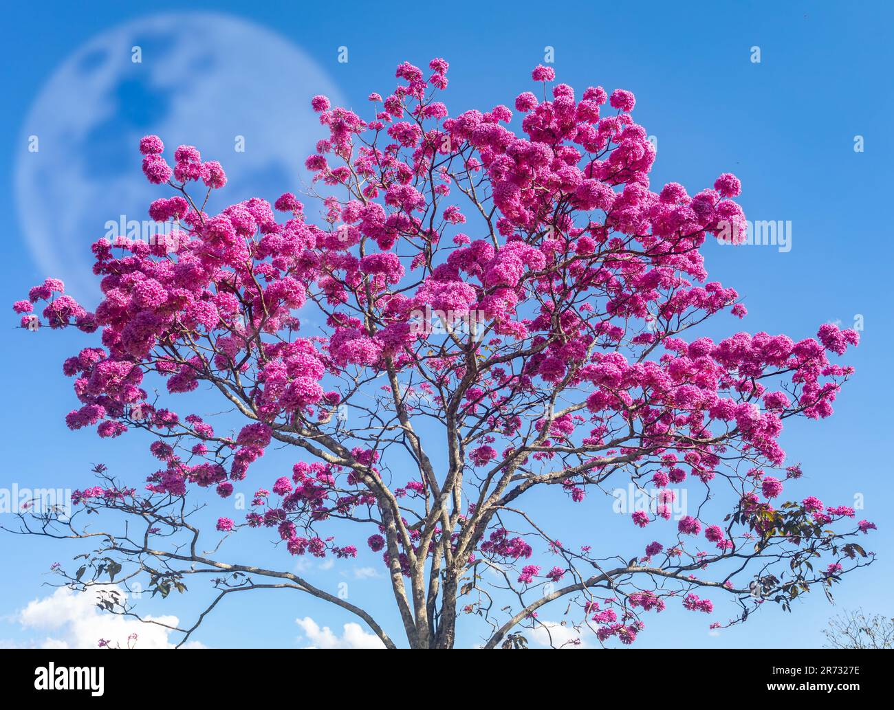 (Handroanthus heptaphyllus) Close up of beautiful Pink Trumpet Tree ...