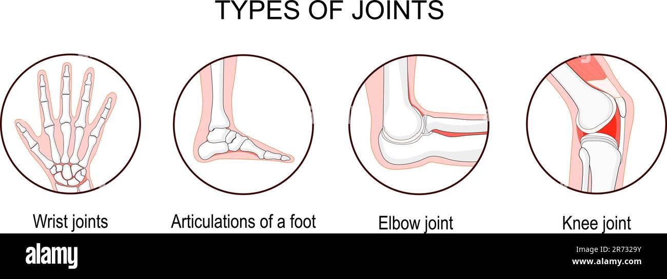 Types of joints. Biomechanical and anatomical classification. Set icons ... Types of joints. Biomechanical and anatomical classification. Set icons ...