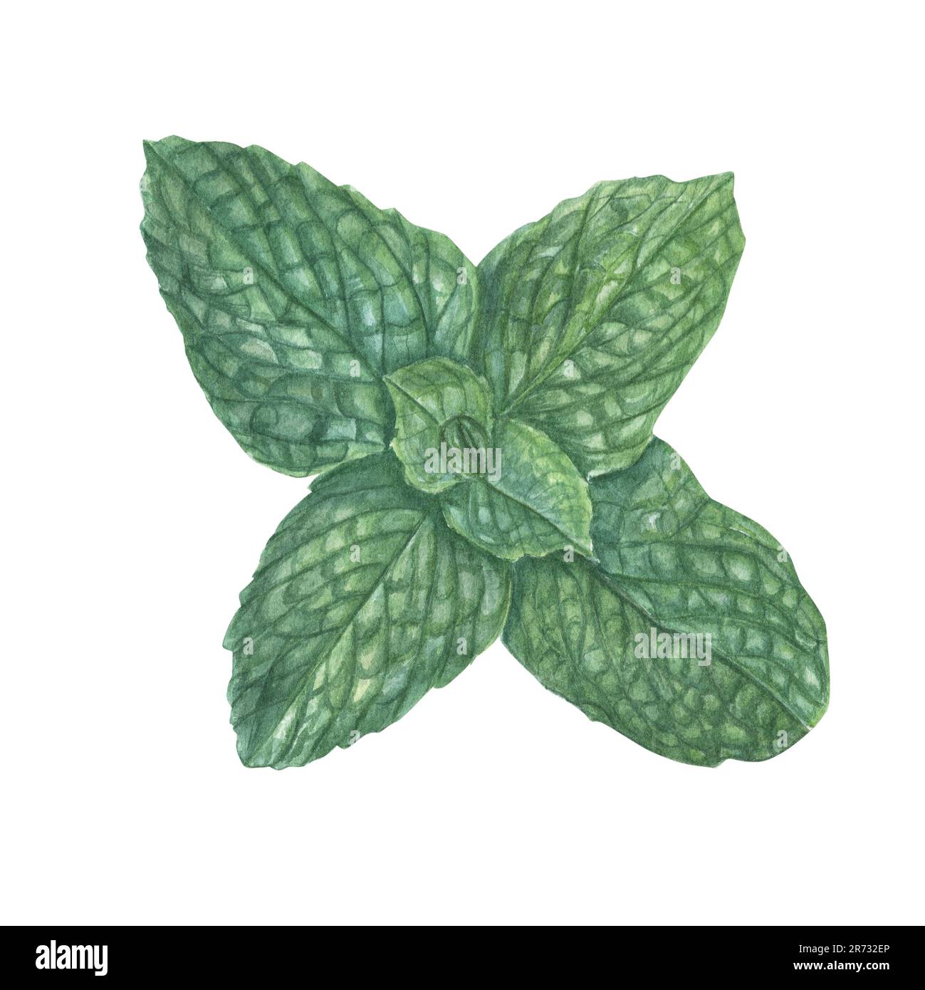 Realistic fragrant fresh mint sprig isolated on white background ...