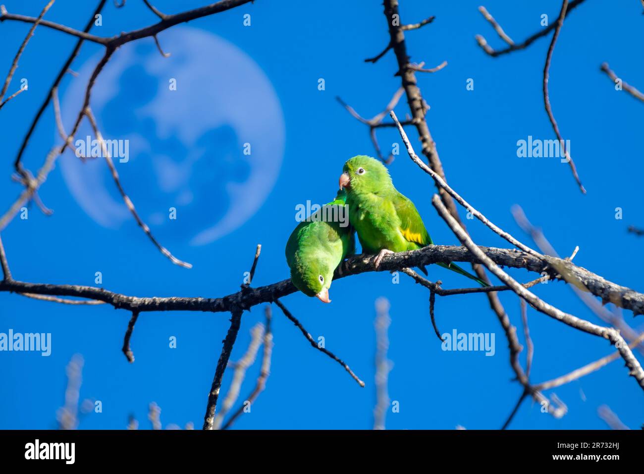 Nice couple of parakeets making out on the branch of the tree with the ...