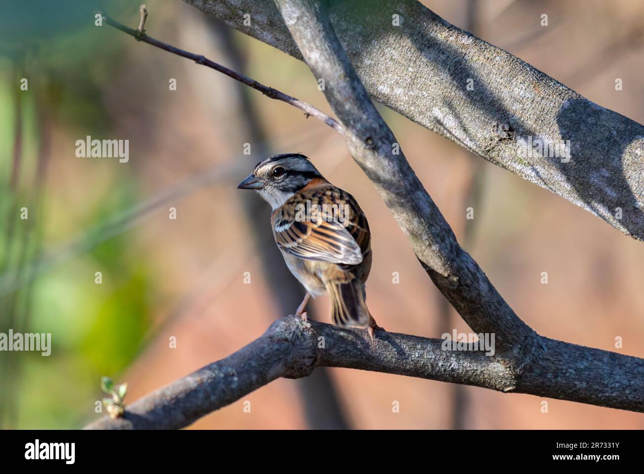 Jitica hi-res stock photography and images - Alamy