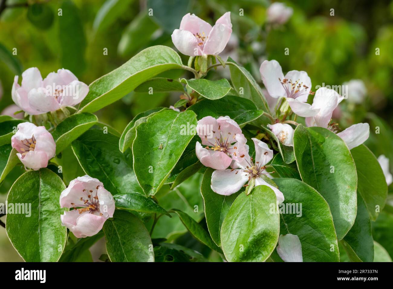 Close up of pink flowers on a quince (cydonia oblonga) tree Stock Photo ...