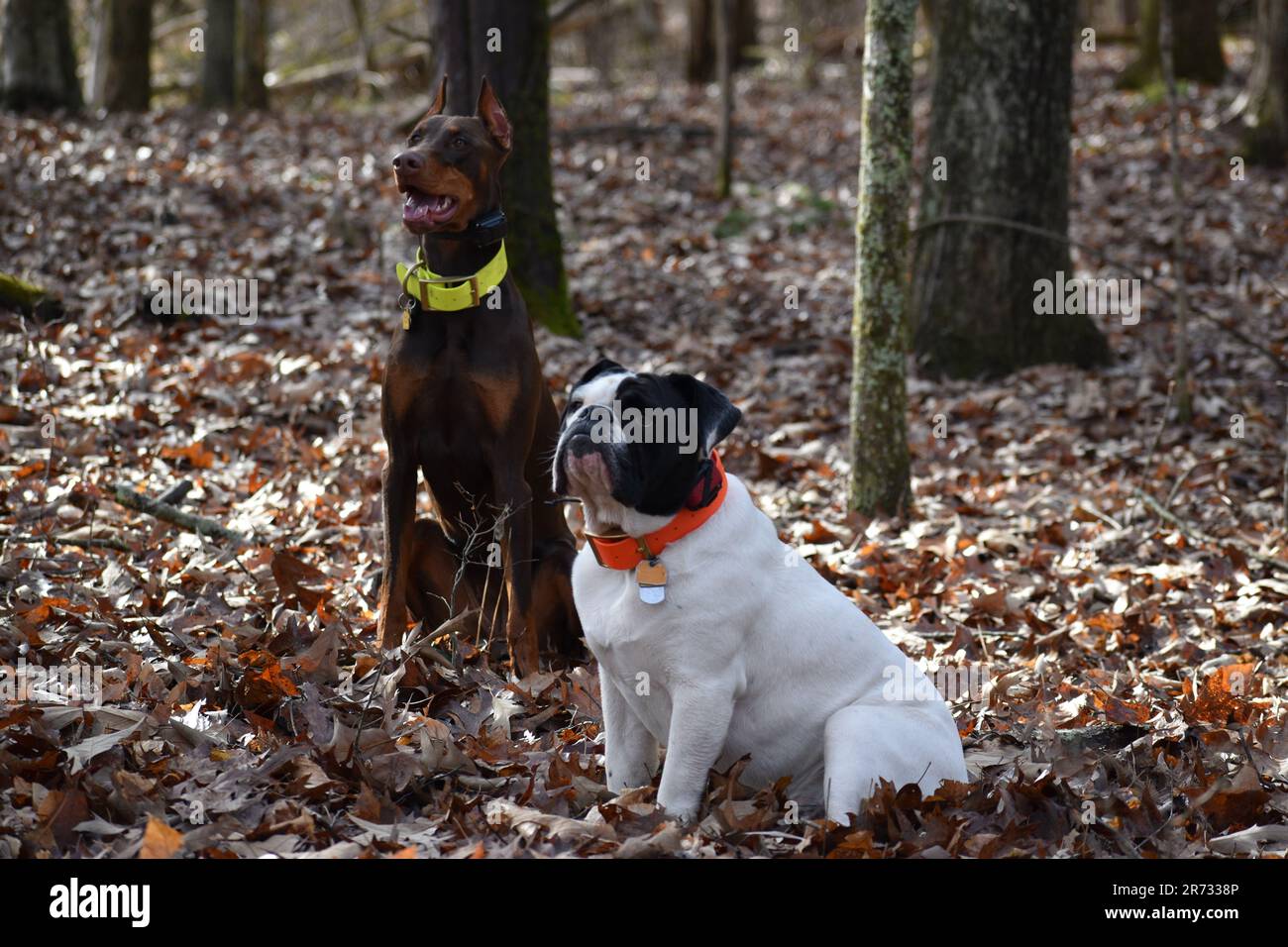 Doberman and Bulldog Friends Stock Photo - Alamy