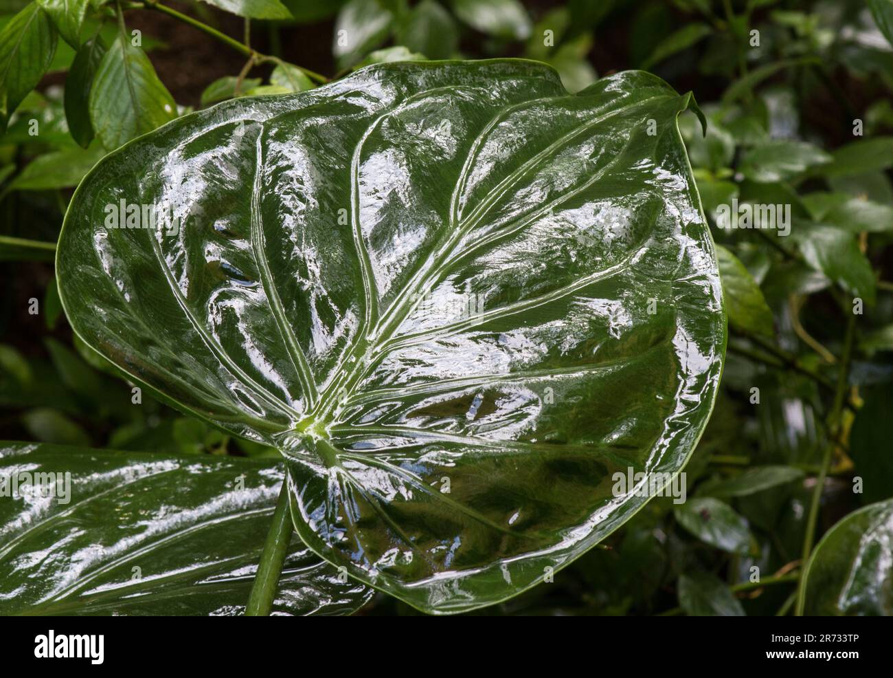 Buddha's palm, Alocacia cucullata, plant, leaf Stock Photo - Alamy