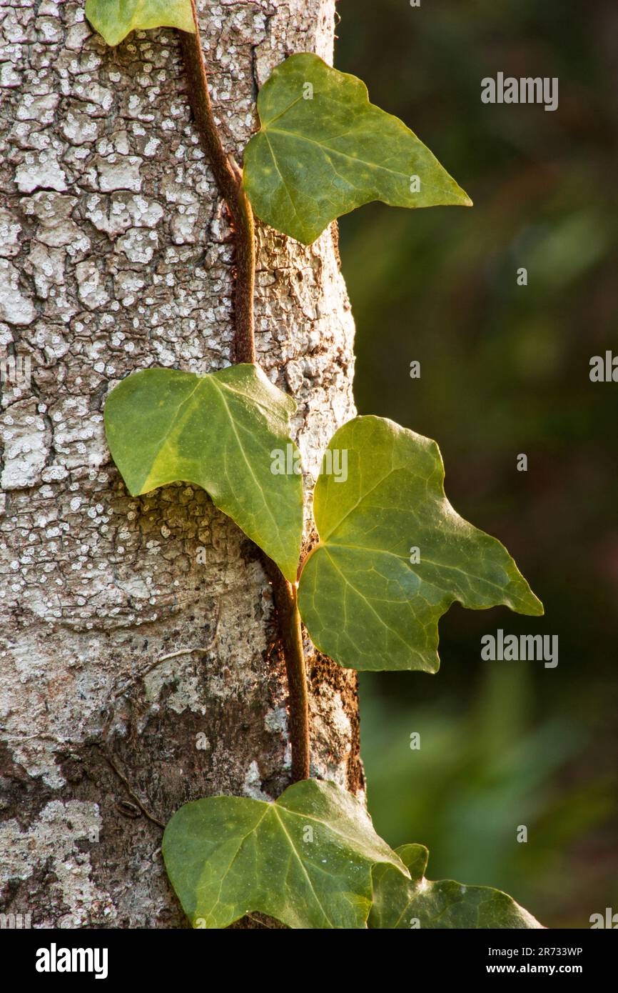 Canary Island Ivy climber (Hedera canariensis) on tree trunk Stock ...