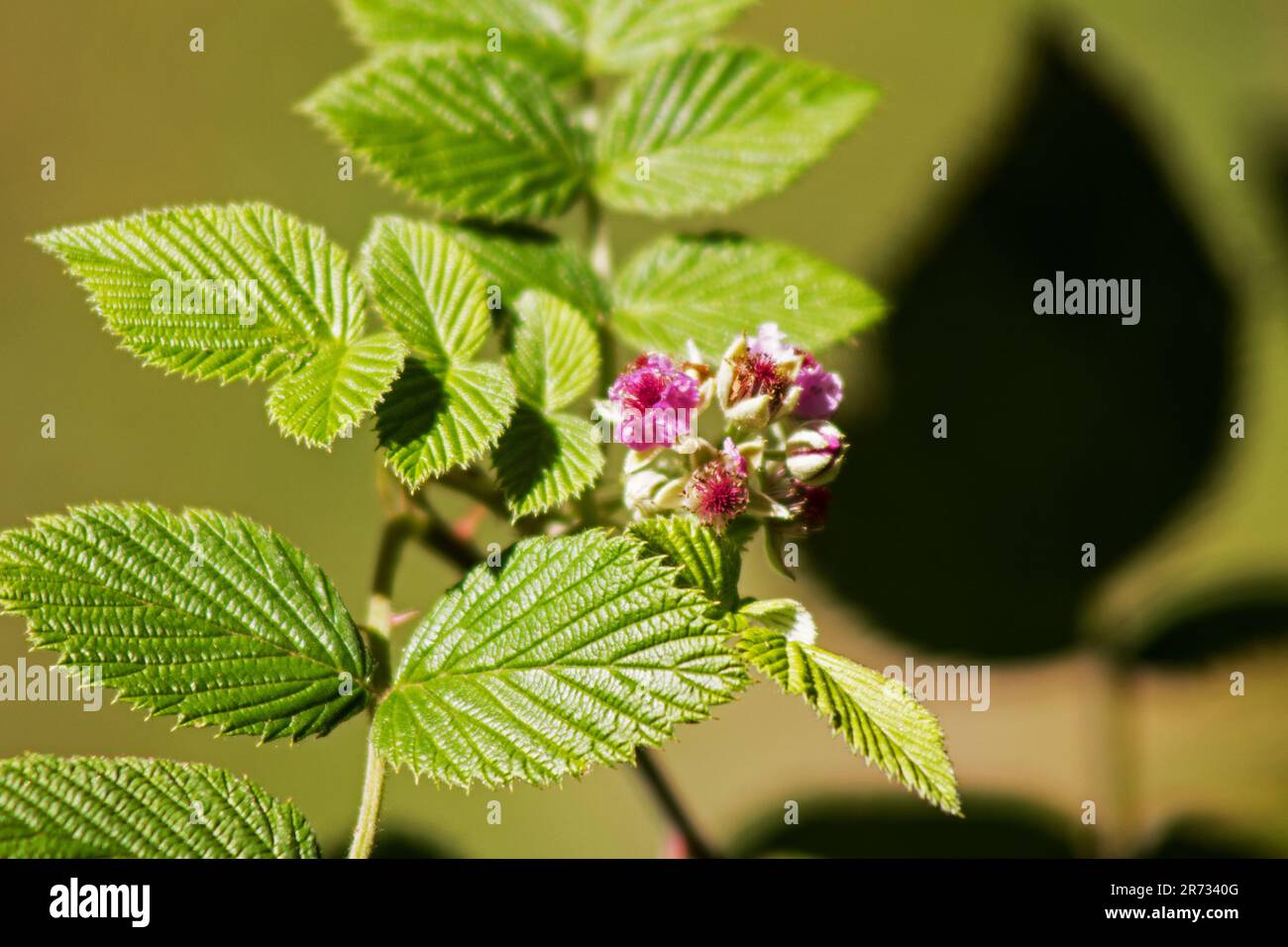 Wild berry plant, Rubus niveus, (Mysore raspberry)) on natural ...