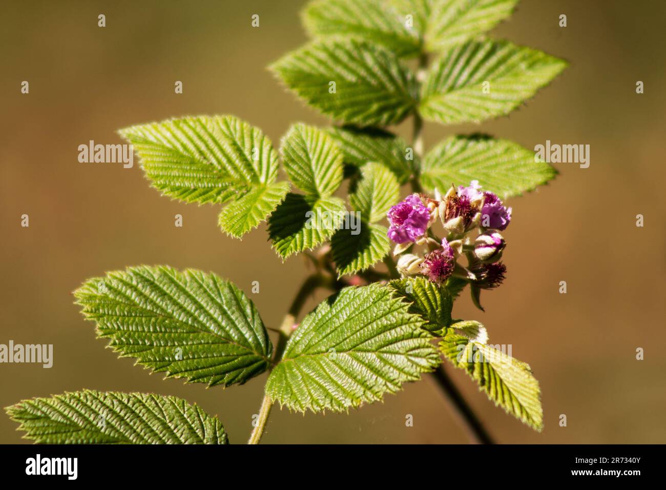 Wild berry plant, Rubus niveus, (Mysore raspberry)) on natural ...