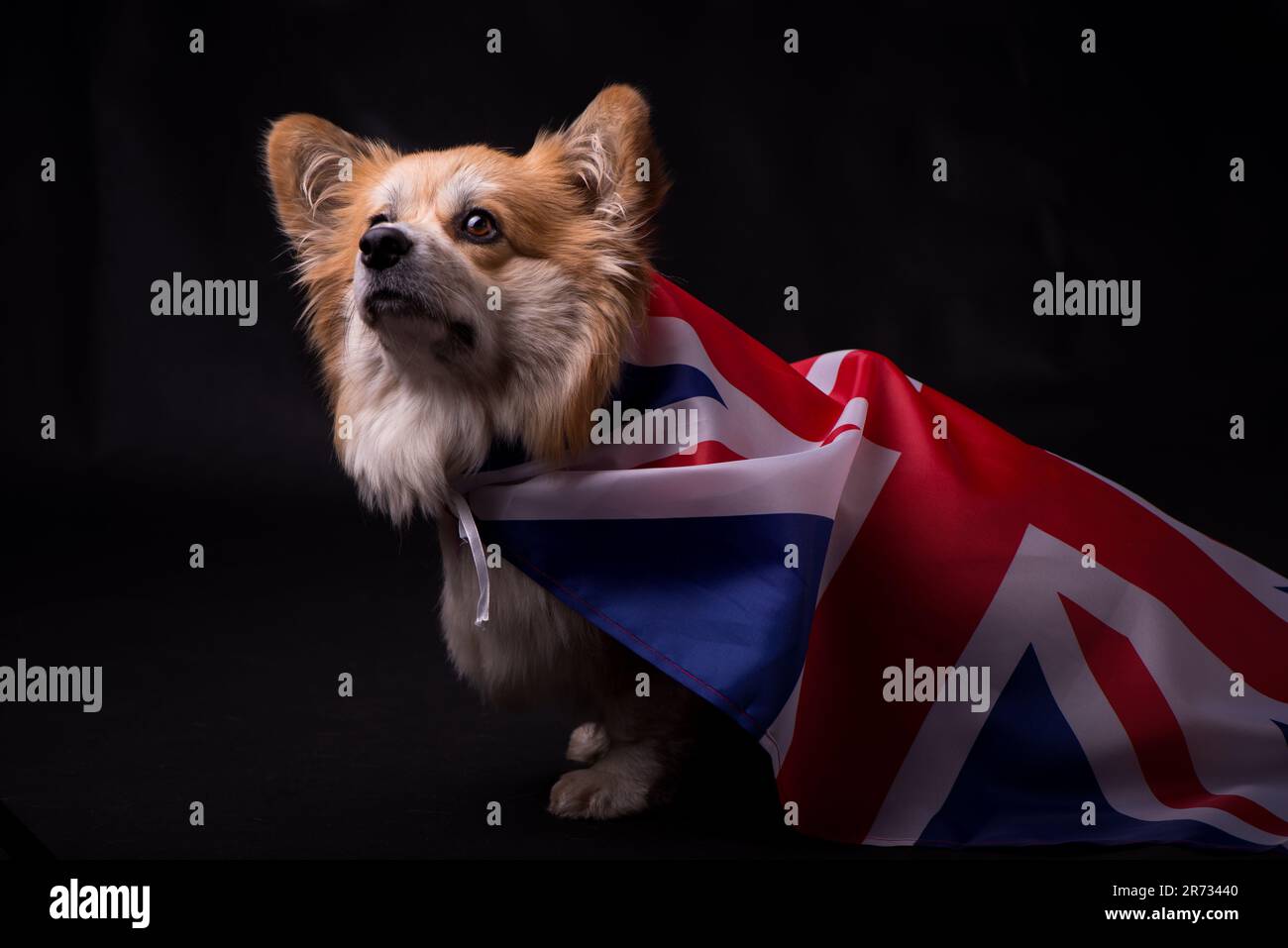 Welsh Corgi Pembroke Portrait covered with National Flag of United ...