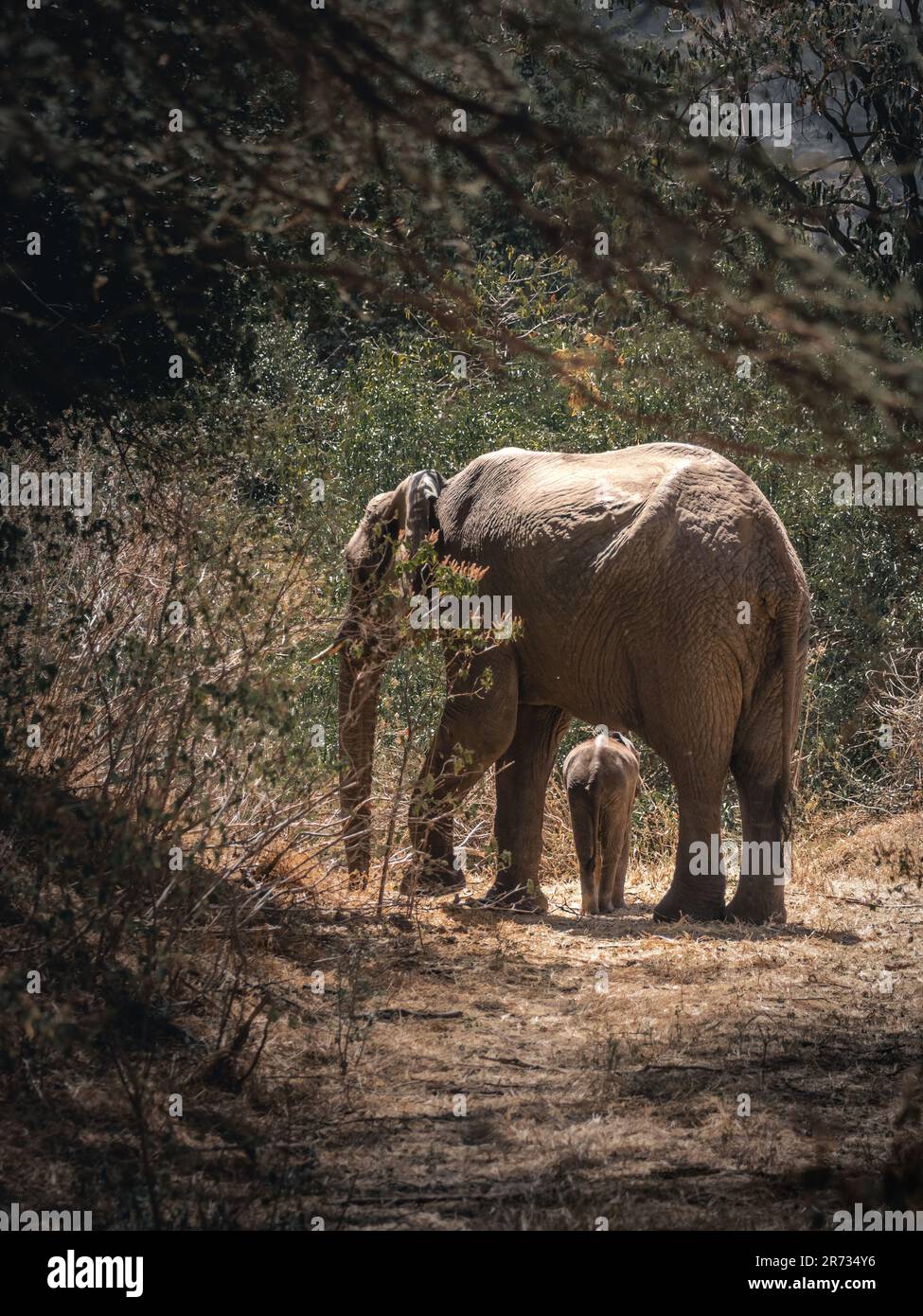 African Bush Elephant - small baby elephant with its mother, drinking ...