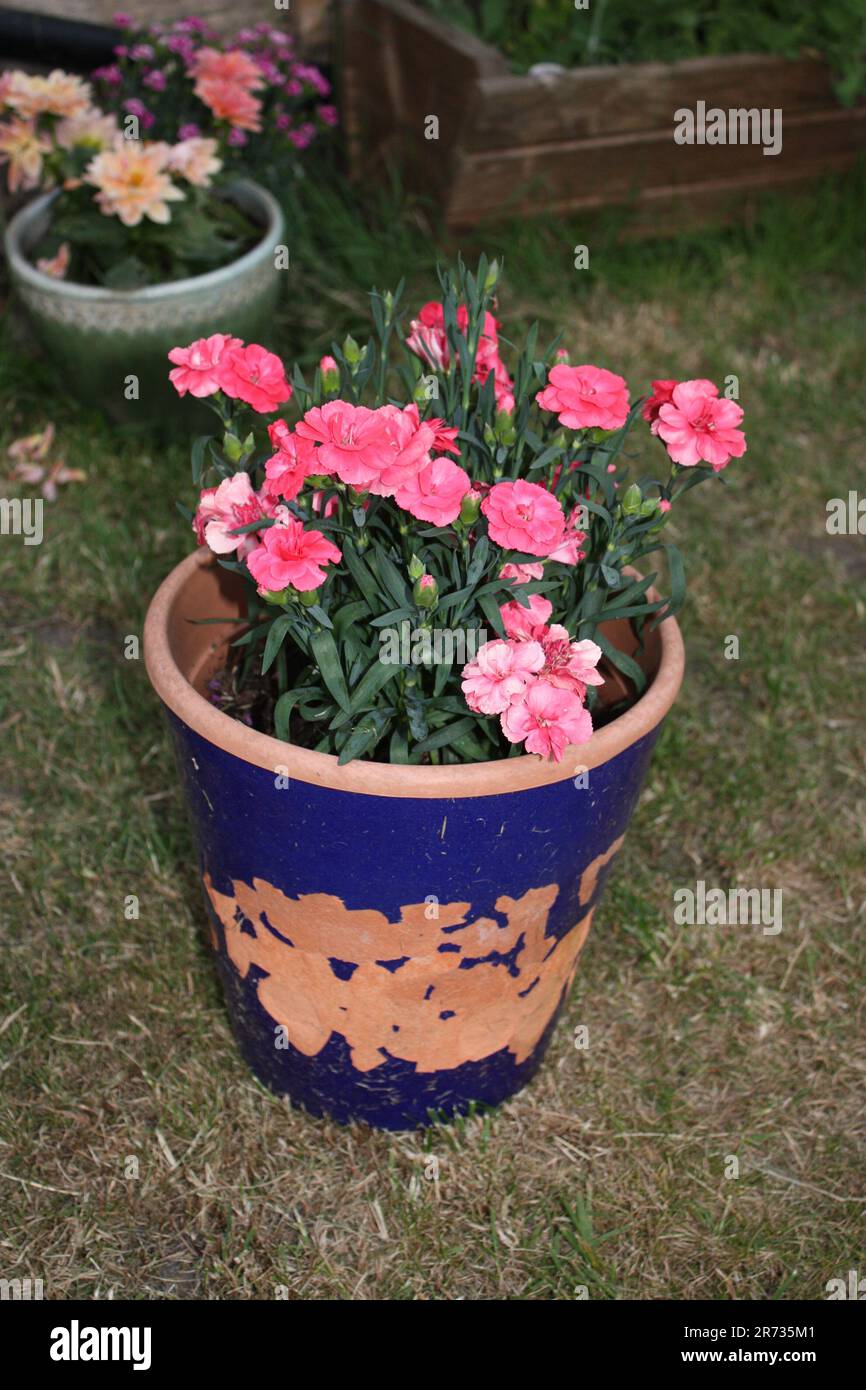 Beautiful pot of flowers hi-res stock photography and images - Alamy