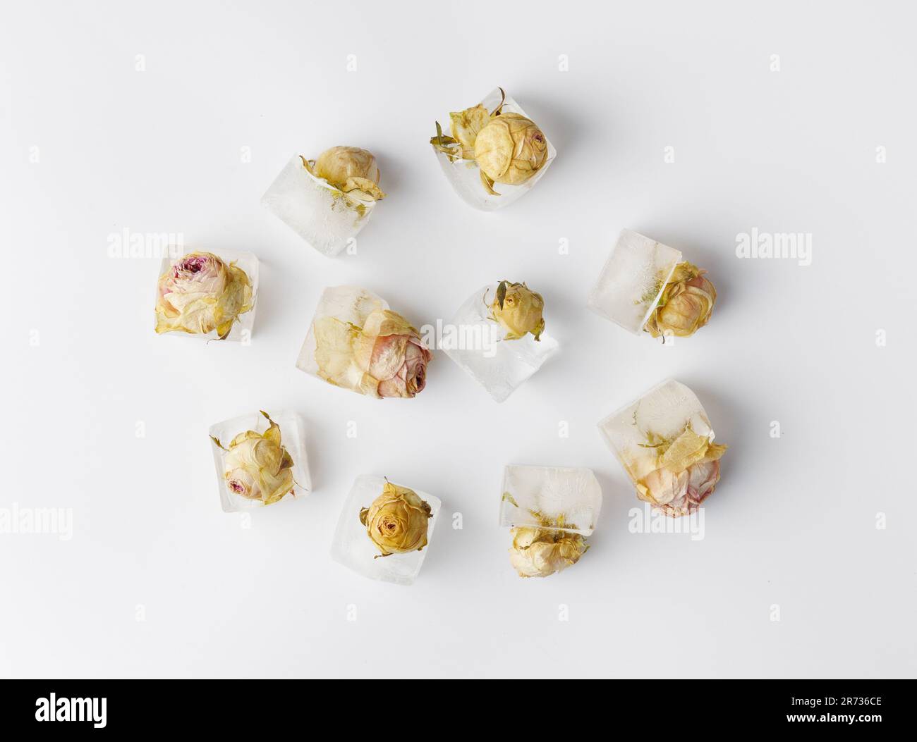 Conceptual composition rose buds in ice cubes on white isolation, top ...