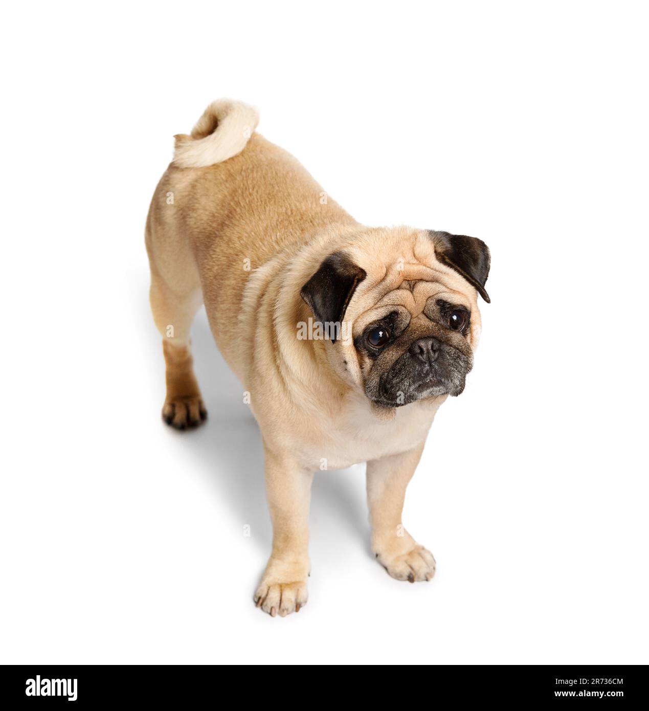 Pug puppy funny hi-res stock photography and images - Alamy