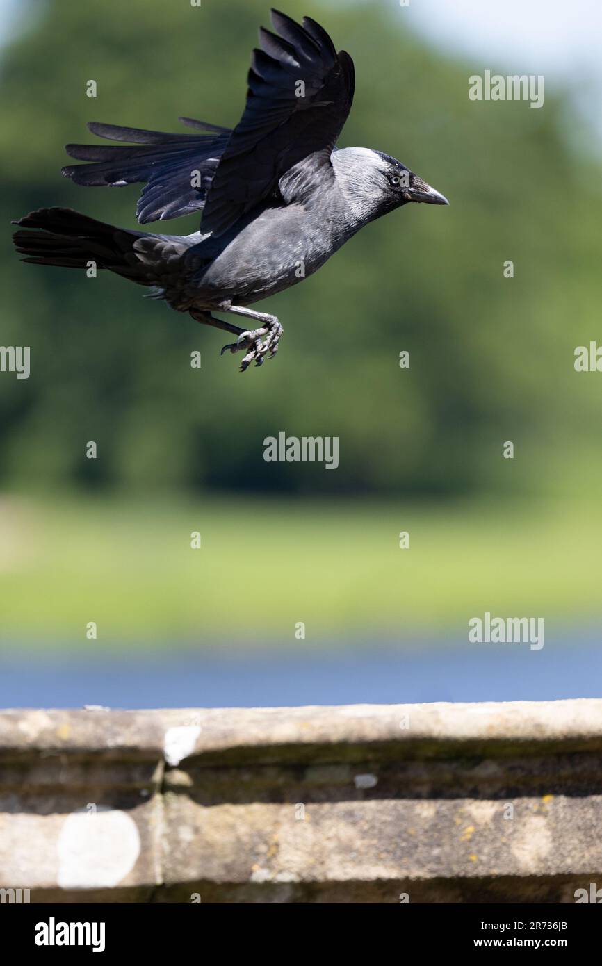 A beautiful black and grey Jackdaw (Corvus monedula) in flight above a ...
