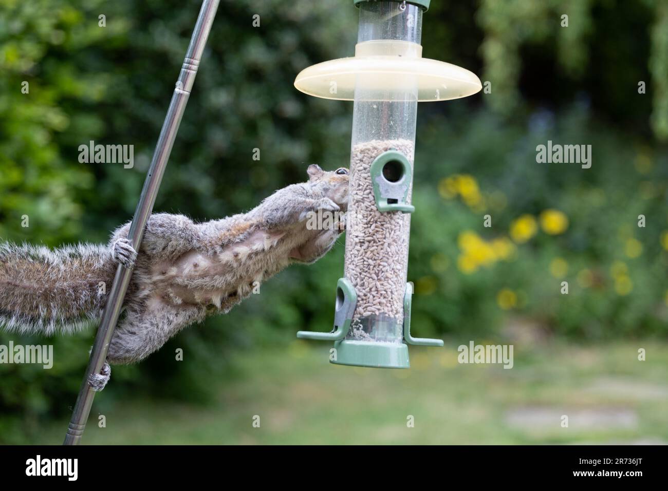 Female grey squirrel (sciurus carolinensis) reaches across to a bird ...