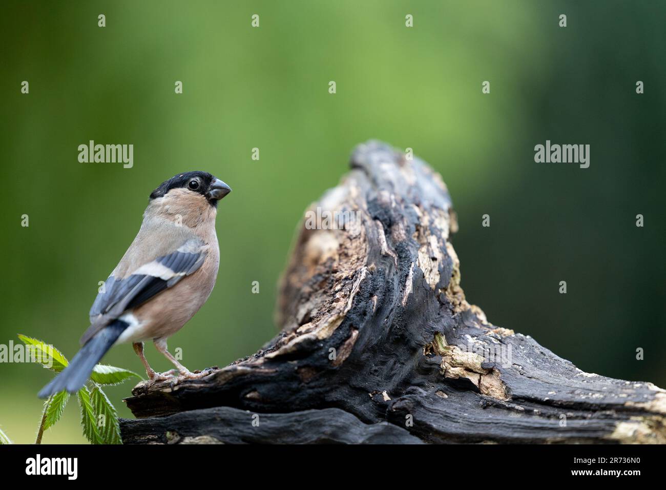 Female bullfinch (pyrrhula pyrrhula) posing on an unusual shaped piece ...