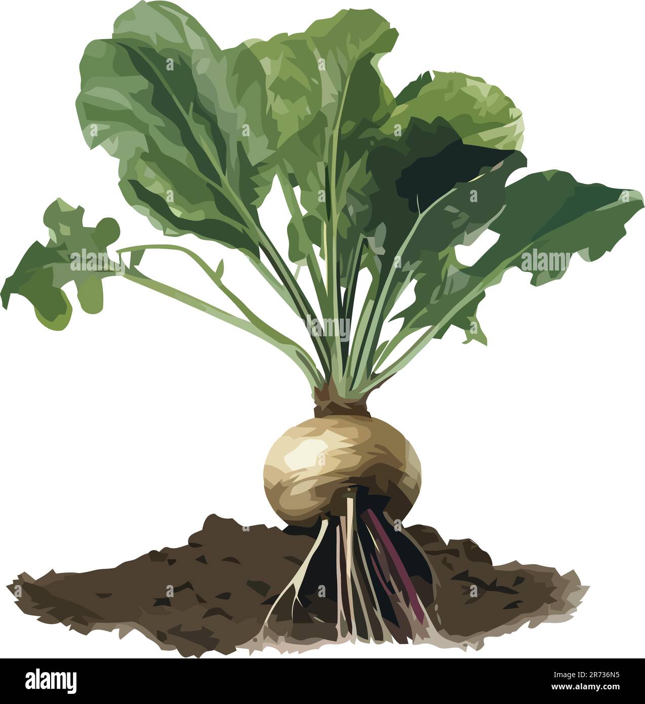 Vegetables in soil grow Cut Out Stock Images & Pictures - Alamy