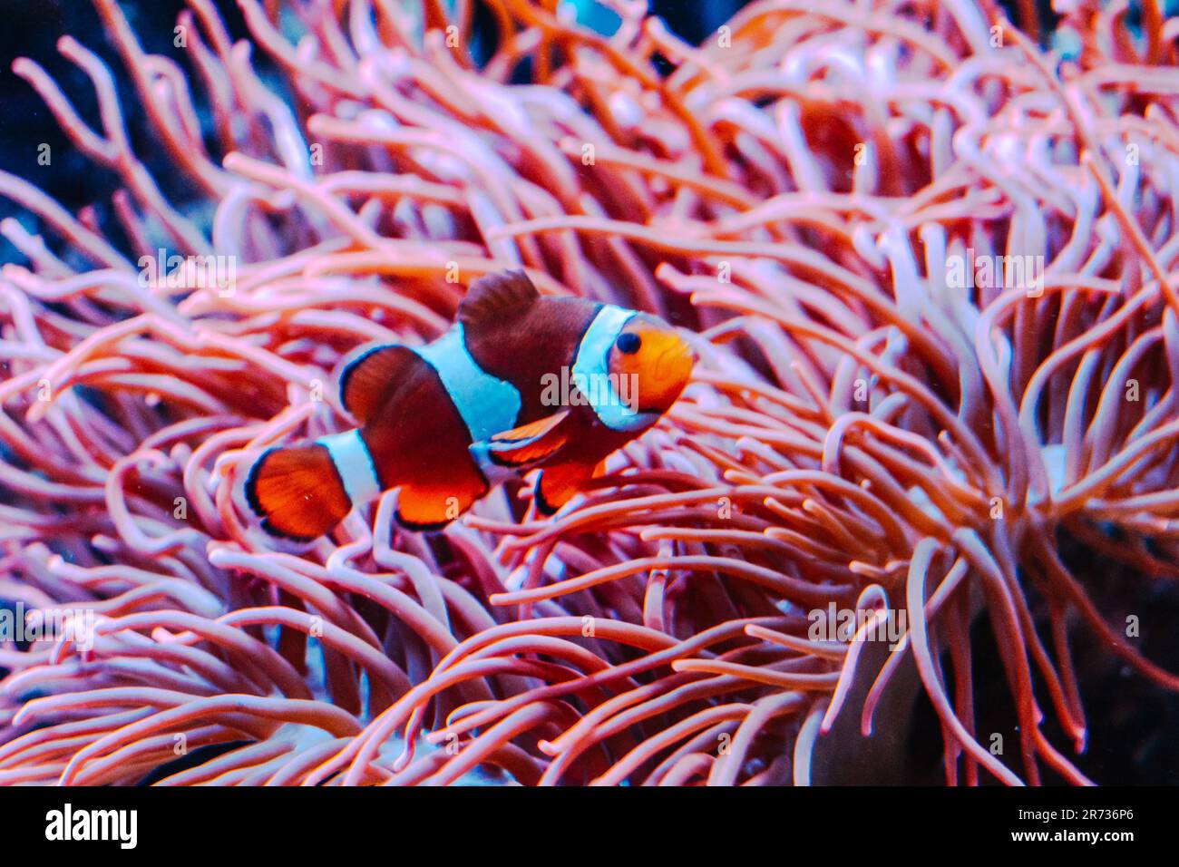 An ocellaris clownfish swimming in an aquarium Stock Photo - Alamy