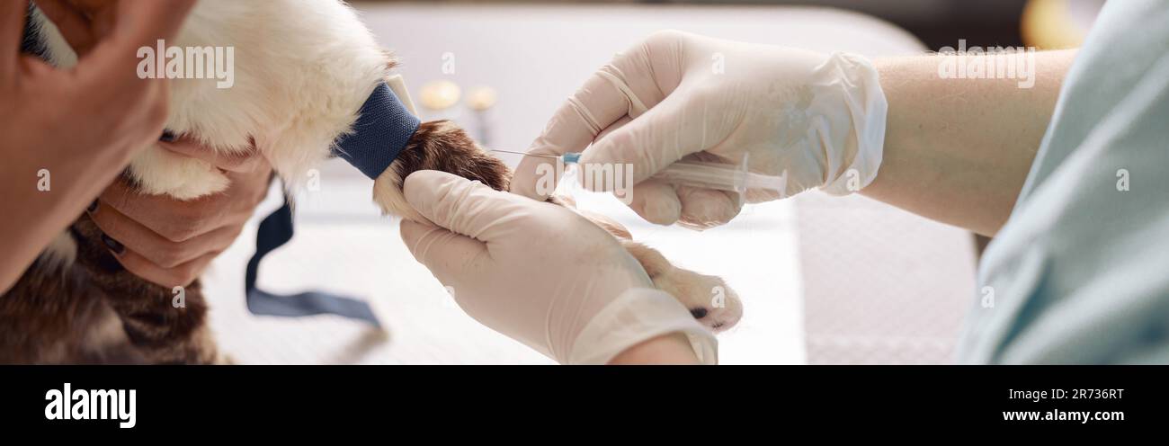 Doctor gives injection to cat with tourniquet on paw with nurse help in ...