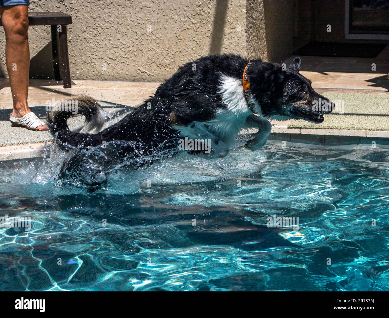 Border collie stretched out diving into swimming pool on summer day ...