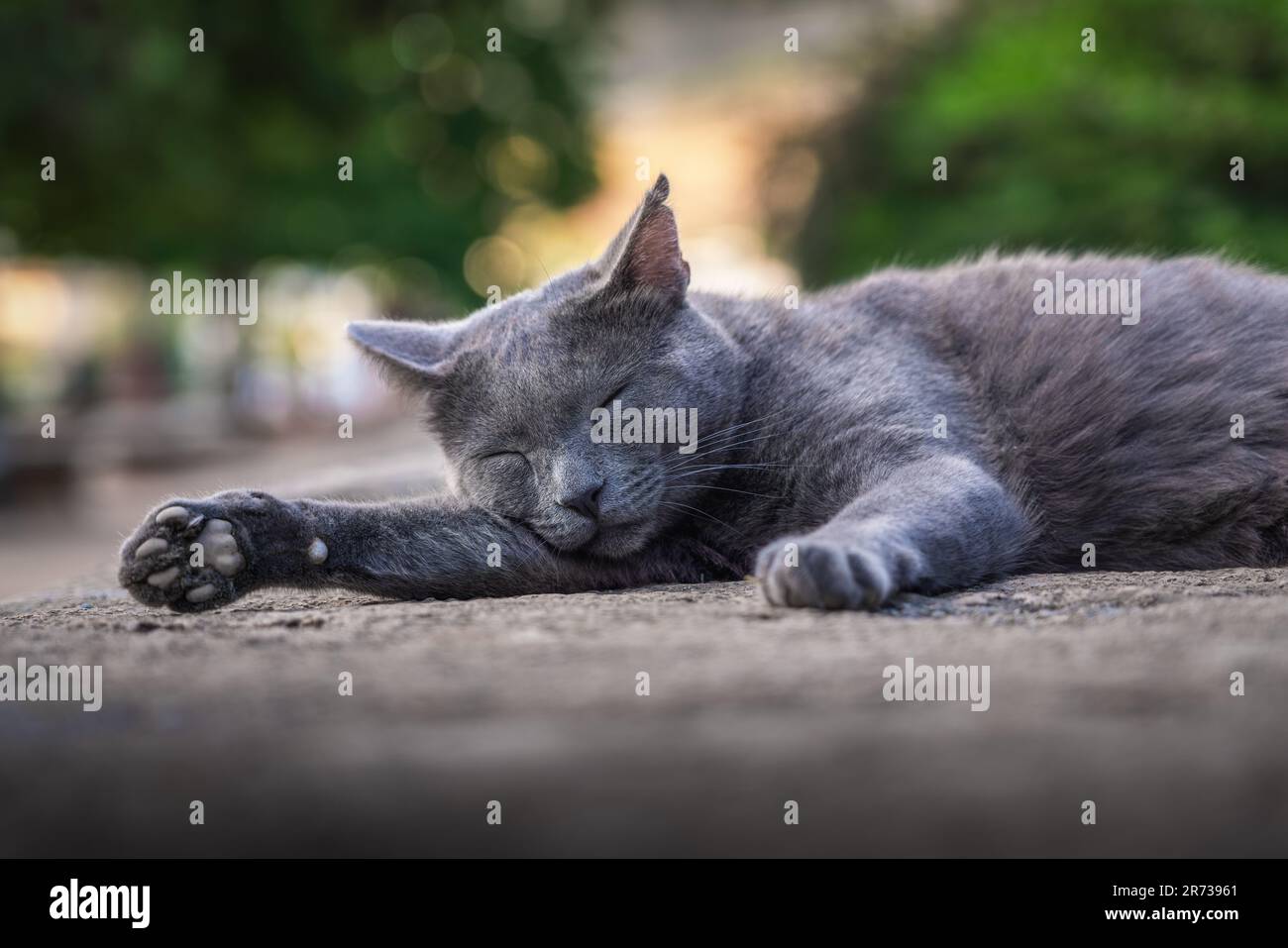 Dark grey cat hi-res stock photography and images - Alamy