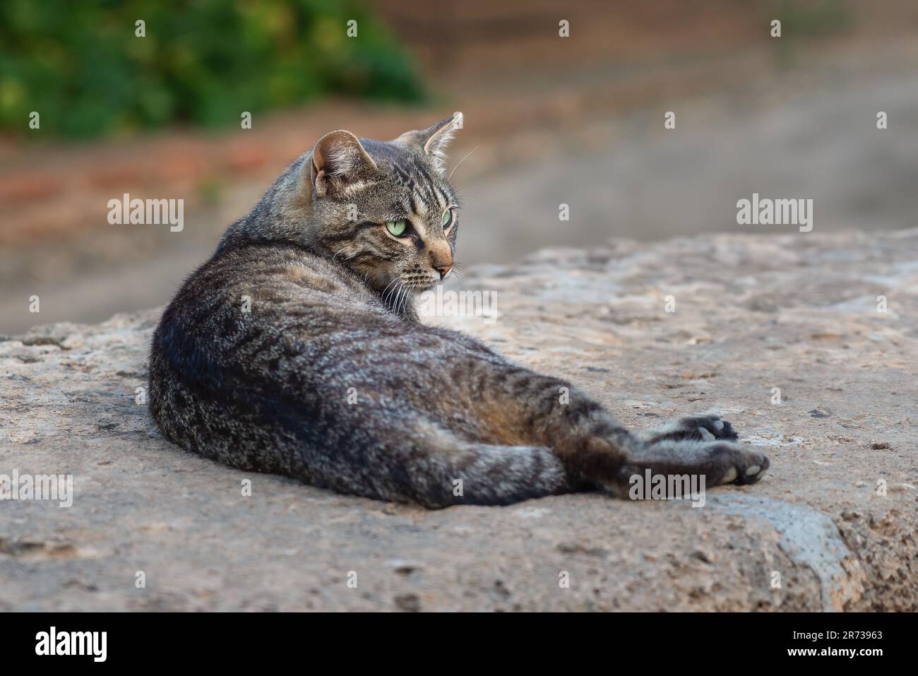 Cute kitten gray tabby hi-res stock photography and images - Alamy