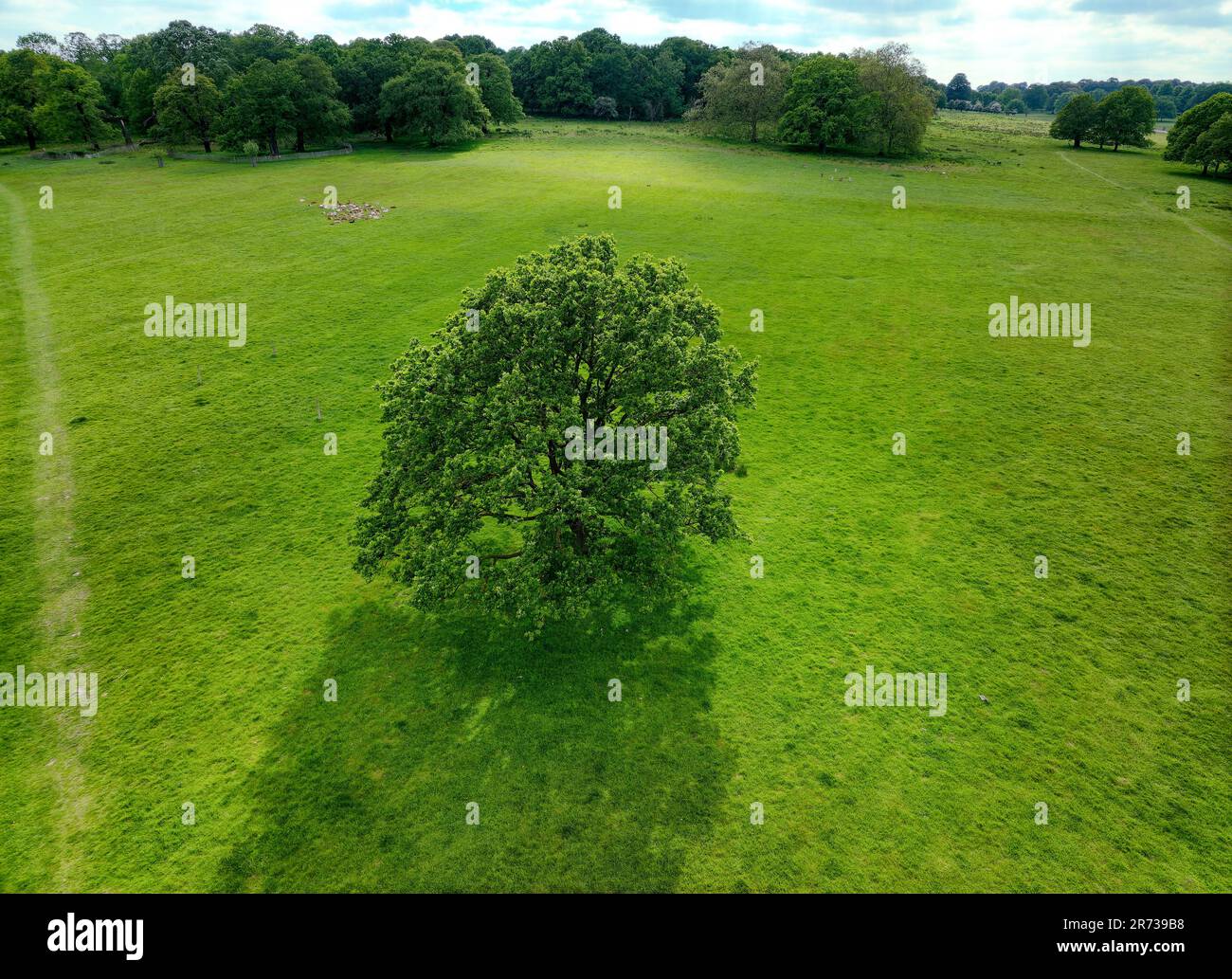 Aerial view of trees and shadows, spring landscape in Richmond Park ...