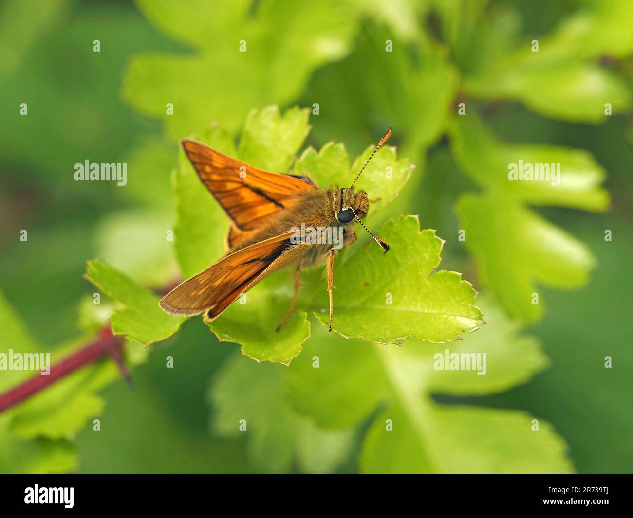 Forewing hi-res stock photography and images - Alamy