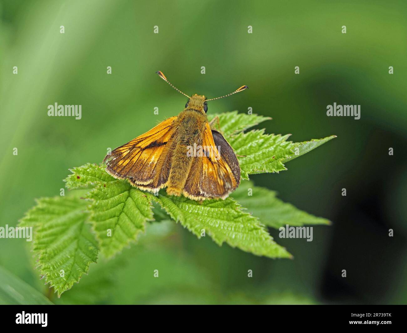 Forewing hi-res stock photography and images - Alamy