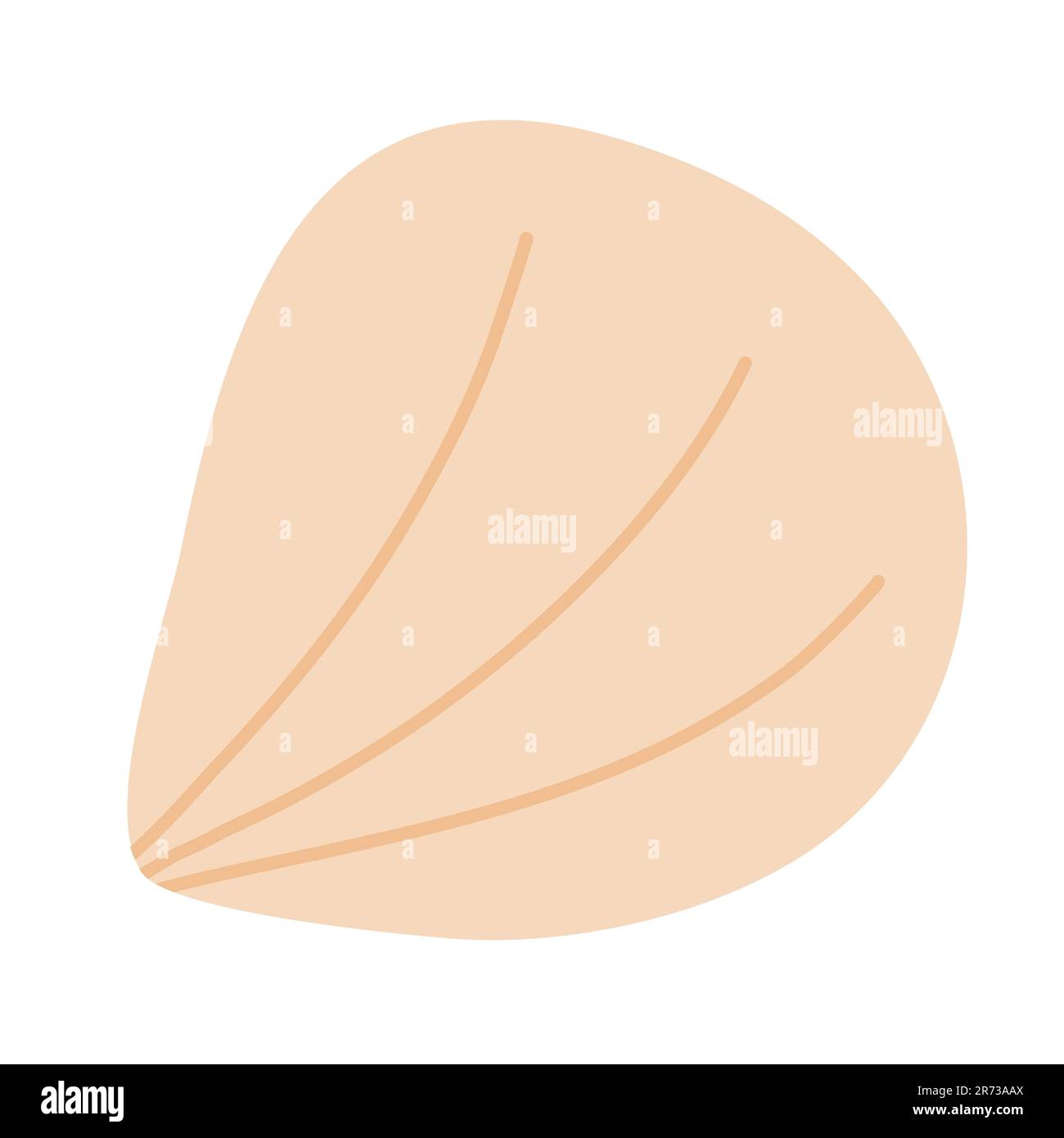 Yellow cockle or scallop sea shell, flat vector illustration Stock ...