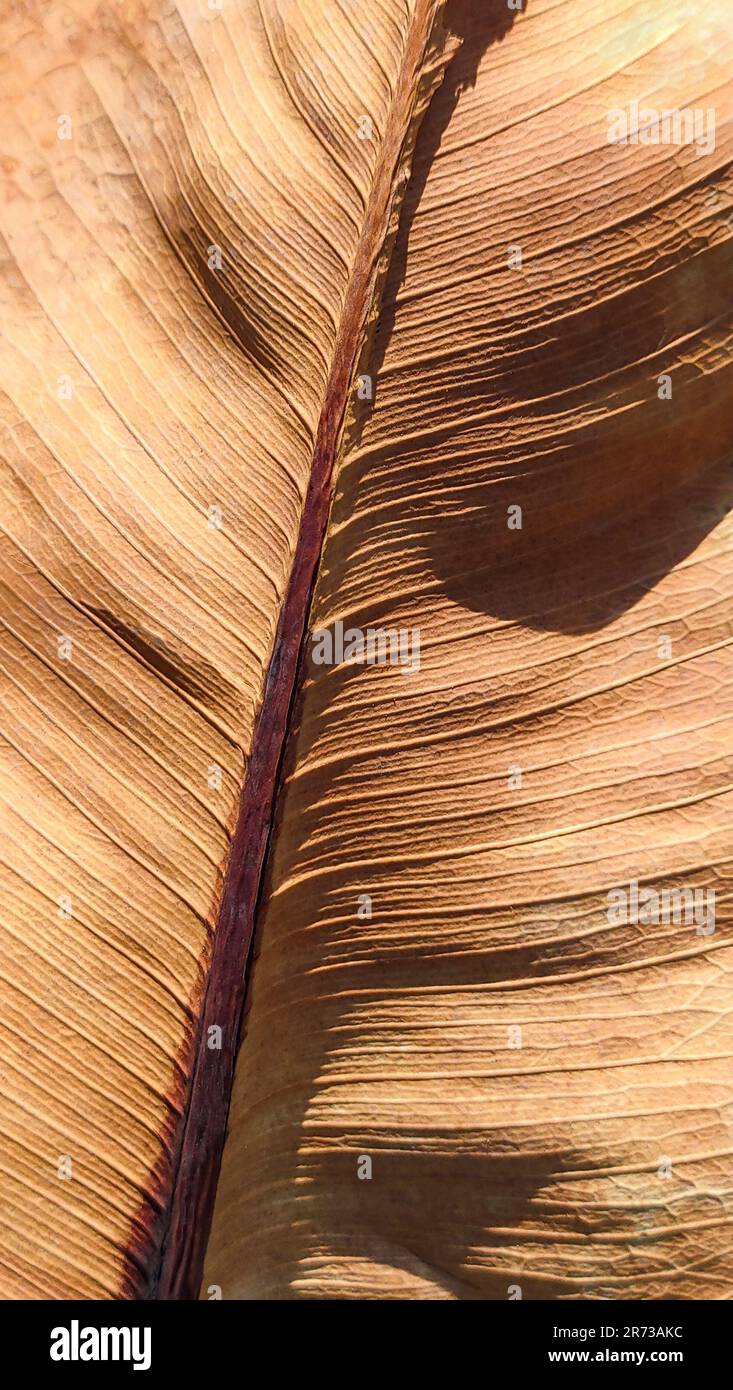 Textured background of exotic, brown, dry, leaf fragment, close-up, top ...