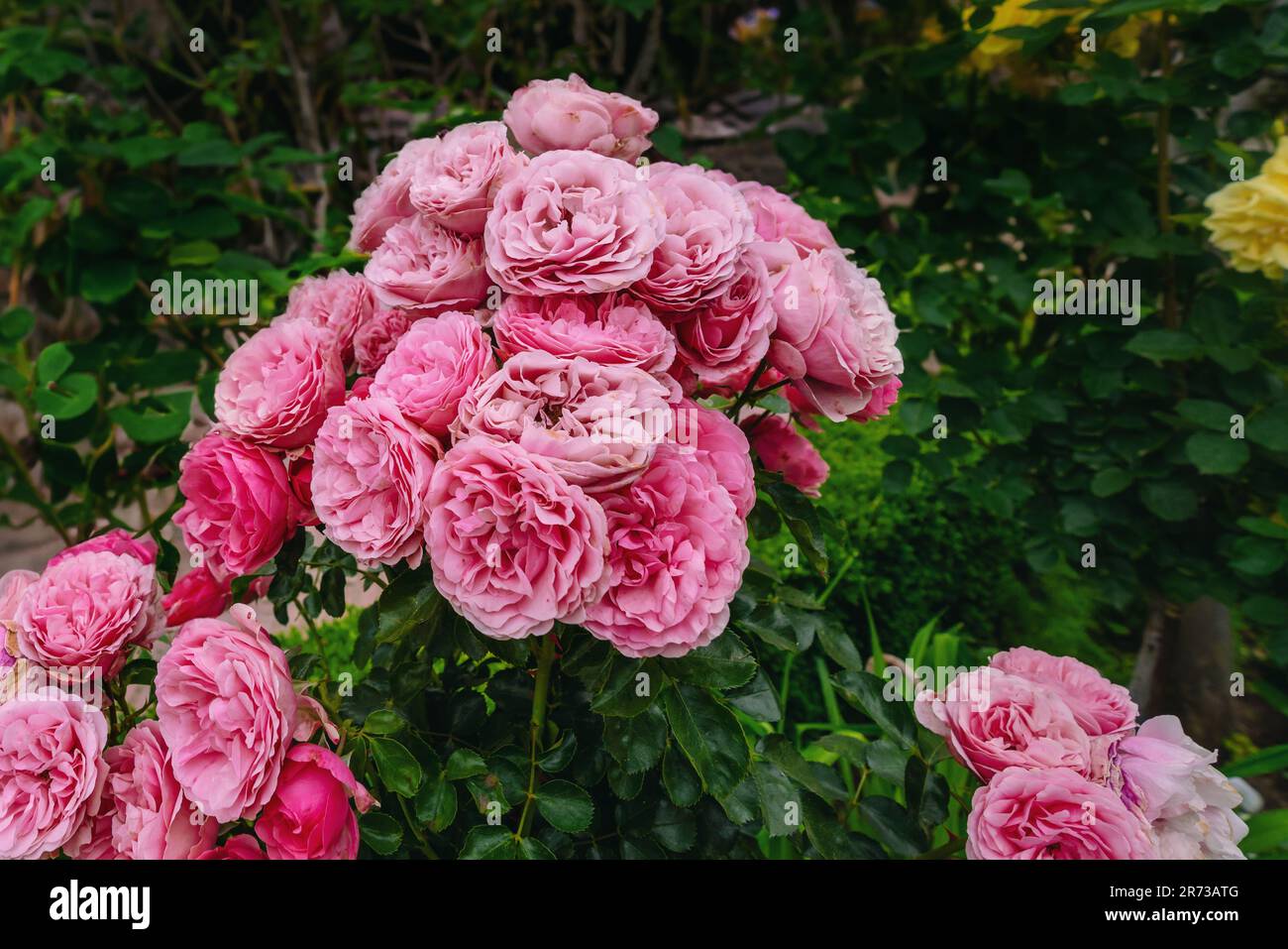Pink Floribunda Rose Flowers on a garden Stock Photo - Alamy