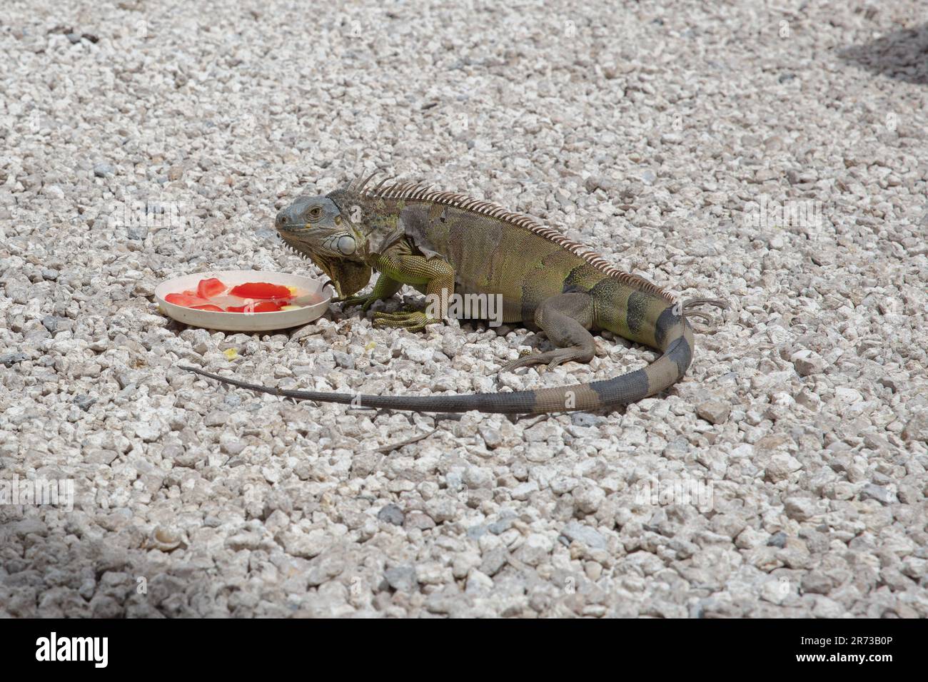 Domesticated iguana hi-res stock photography and images - Alamy